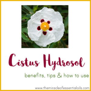 Cistus Hydrosol Benefits, Tips & How to Use - The Miracle of Essential Oils