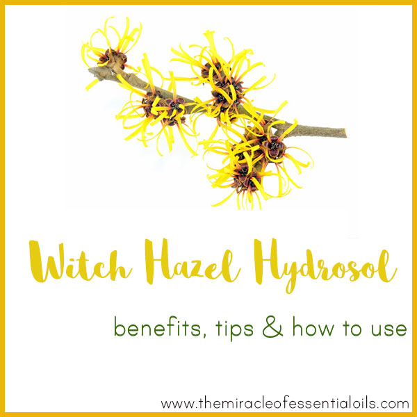 Witch Hazel Hydrosol Benefits, Tips & How to Use - The Miracle of ...