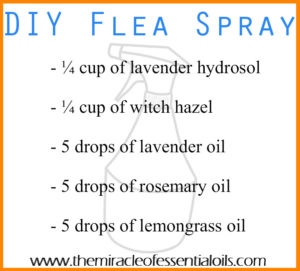 DIY Essential Oil Flea Spray - The Miracle of Essential Oils